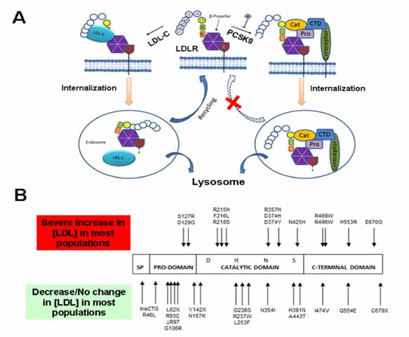 Oman Medical Journal-Archive