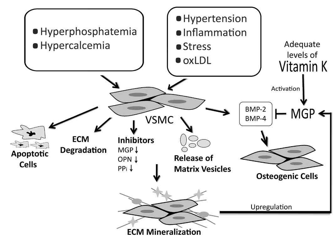Oman Medical Journal-Archive